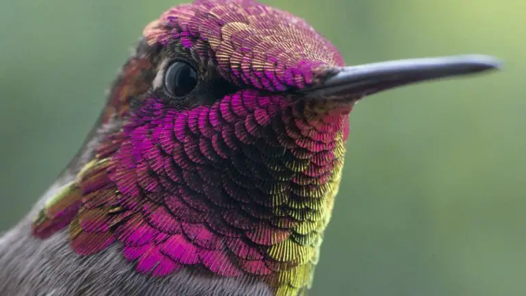 How To Tell If A Hummingbird Is Male Or Female What To Look For